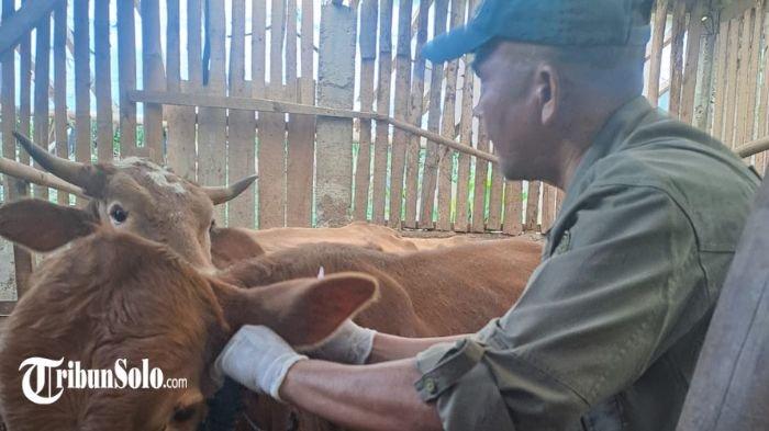 Wabah PMK di Karanganyar Terjadi Sejak November 2024, Dispertan Imbau ...