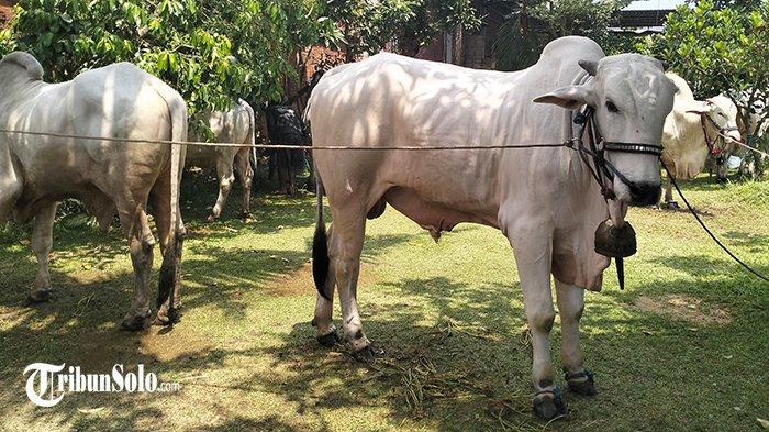 Persiapan Rober - Adhe Daftar Pilkada Karanganyar 2024 Jateng, 3 ...