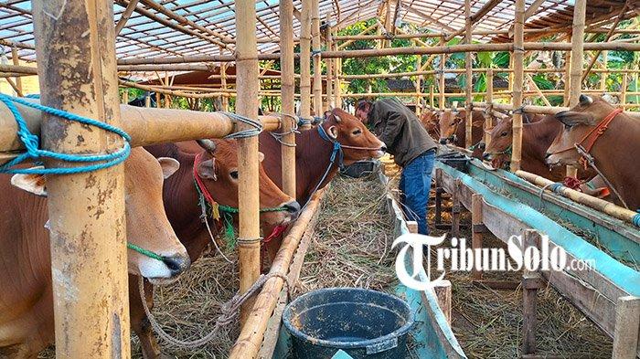 Biaya Operasional Perawatan Sapi Melejit saat Wabah PMK, Harga Jual ...