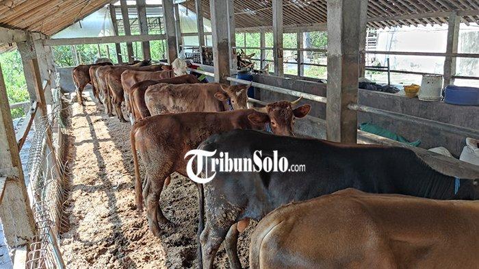 Harga Sapi Kurban di Sukoharjo Naik Jelang Idul Adha, Peternak Asal Nguter Banderol Mulai Rp21 ...