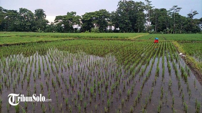 44 Hektare Sawah di Sawit Boyolali Diserang Hama Tikus - Tribunsolo.com