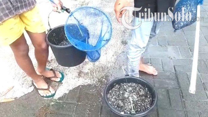 Fenomena Langka di Banyudono : Warga Berduyun-duyun 'Panen' Ikan Cethul ...