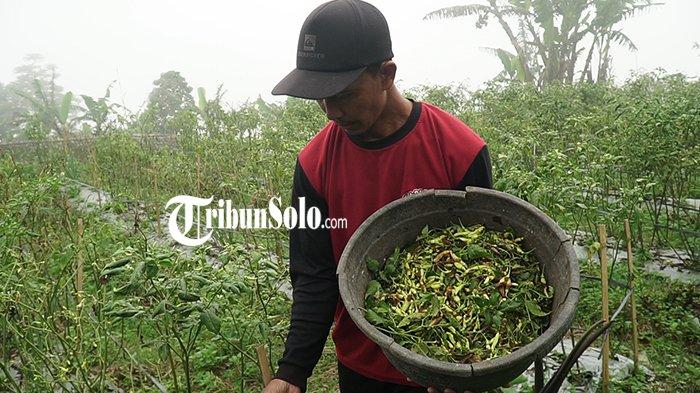 Derita Petani Cabai di Boyolali, Gagal Panen karena Serangan Hama Patek, Batangnya Busuk ...