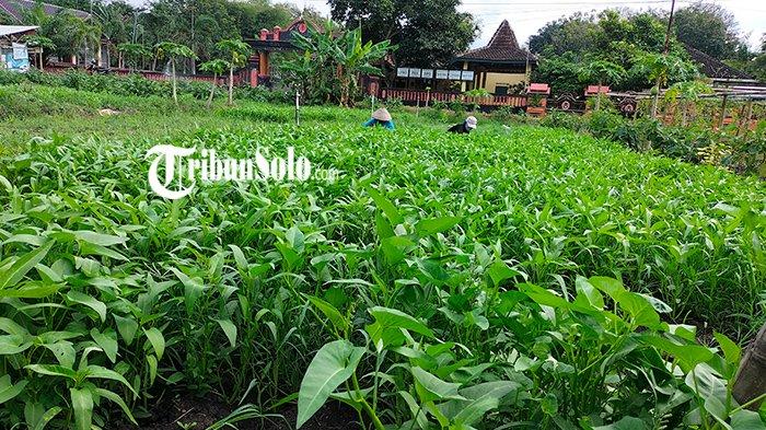 Dilema Petani Boyolali, Saat Harga Gabah Melejit, Harga Kangkung Jatuh ...