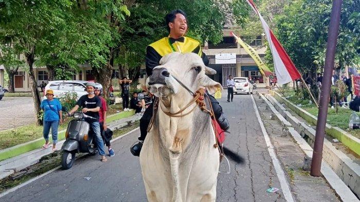 Kata Anggit, Mahasiswa Sukoharjo yang Wisuda Tunggangi Sapi ke Kampus : Meski Kotor, Uangnya ...