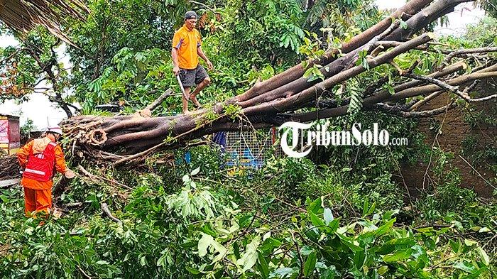 Boyolali Disapu Hujan Angin, Pohon Tumbang Tutup Jalan hingga Timpa Rumah - Tribunsolo.com
