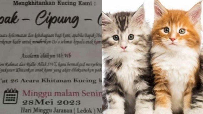 Viral Acara Khitanan Kucing di Banyuwangi Berlangsung Meriah dan Ada Jaranan, Ini Pengakuan ...