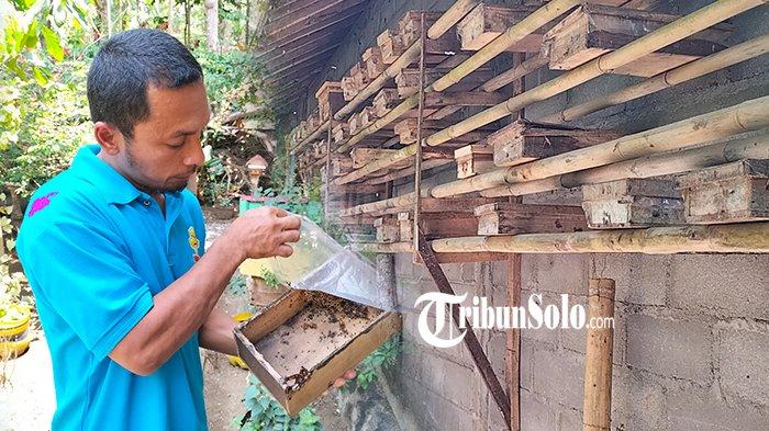 Kisah Buruh Bangunan di Boyolali, Sukses Budidaya Lebah Madu Lanceng ...