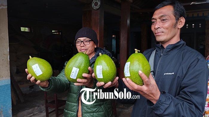 Inilah Alpukat Alligator, Alpukat Segede Piring dari Kemalang Klaten ...