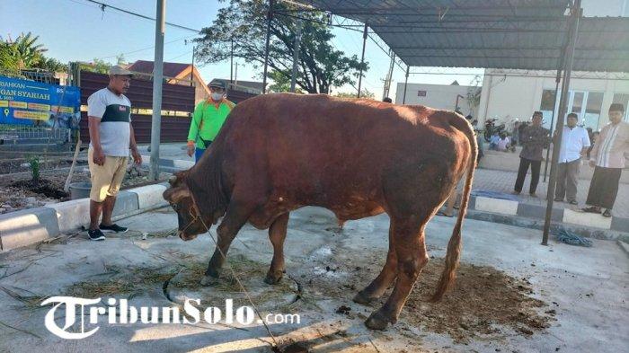 Penampakan Sapi Kurban Bupati Juliyatmono di Masjid Agung Madaniyah ...