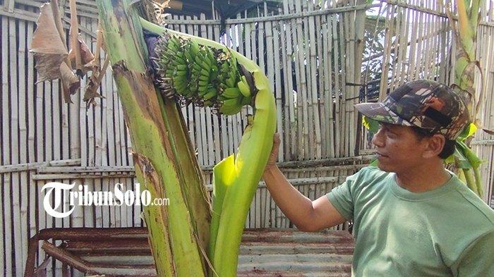 Potret Pohon Pisang Unik di Ceper Klaten Jateng, Buah Keluar dari ...
