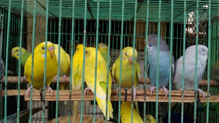 Pasar Depok Solo, Tempat Pas untuk Berburu Berbagai Koleksi Burung ...