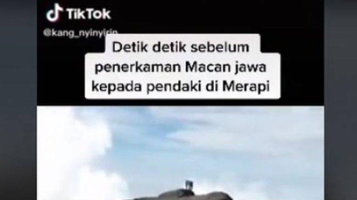 Viral Video Macan Jawa Disebut Menerkam Pendaki di Merapi, TNGM Sebut ...