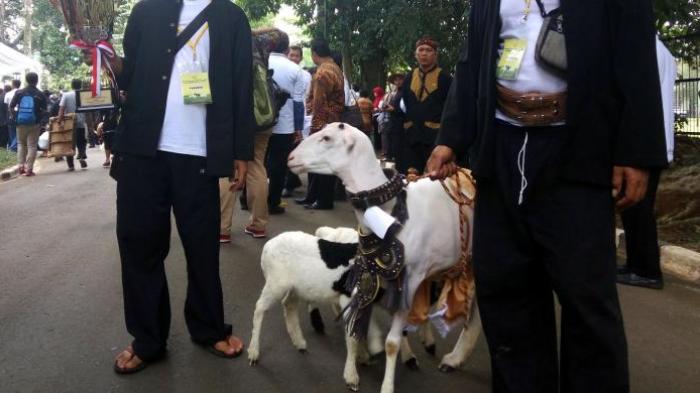Domba Garut Ini Harga Jualnya Bisa Sampai Rp 50 Juta - Tribunsolo.com