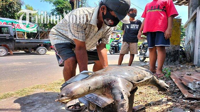 Kejadian Aneh Pasca Penemuan Terowongan Kuno di Sabrang Lor Klaten ...
