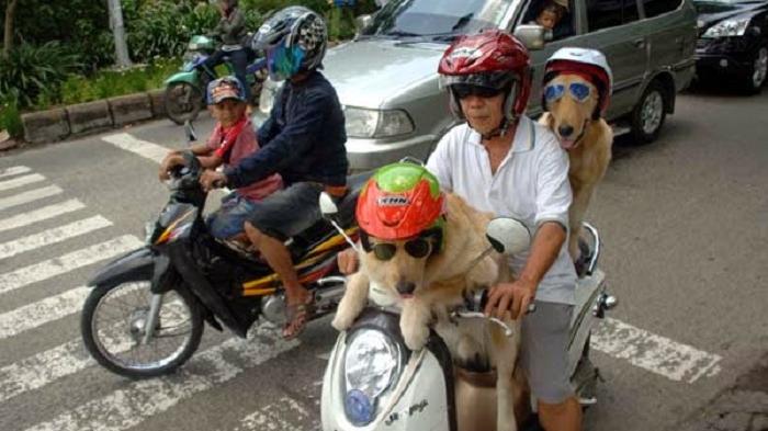 Hal-hal Aneh dan Lucu Ini Cuma Ada di Indonesia, Melihatnya Bikin ...