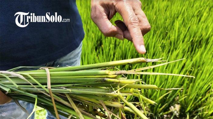 Ganasnya Penyakit Kerdil Rumput Landa Padi di Jaten Karanganyar : Daun ...