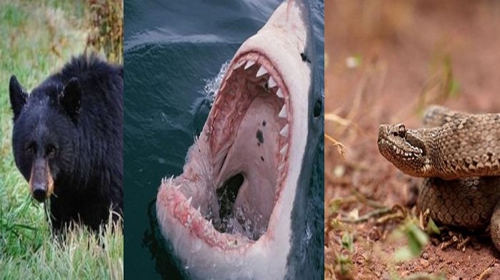 Pria Asal Colorado Digigit Hiu, Beruang dan Ular dalam Kurun Waktu 4 ...