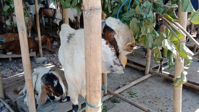 Tak Kapok Meski Pernah Rugi Rp 80 Juta, Mul Bertahan Jadi Pedagang Kambing di Pasar Semanggi ...