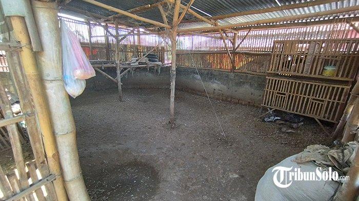 Nasib Ratusan Bebek Milik Tersangka Duel Maut Peternak Bebek di Klaten - Tribunsolo.com