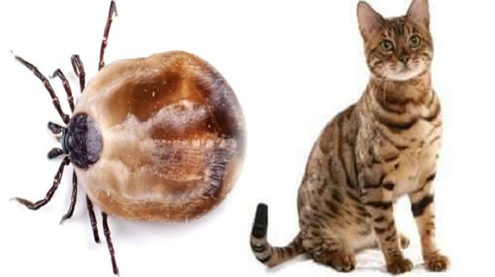 Mengenal Gejala dan Infeksi Akibat Gigitan Kutu Kucing pada Manusia ...