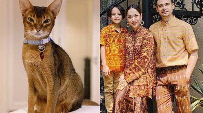 Cerita Toni, Kucing Kesayangan Ashraff yang Mati : Susah Makan Setelah ...