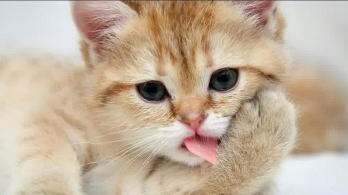Viral Daging Kucing Dijual Puluhan Ribu Rupiah di Medan, Pecinta Satwa ...