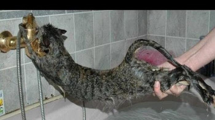 Kenapa Ya Kucing Membenci Air? Ini Alasannya - Tribunsolo.com