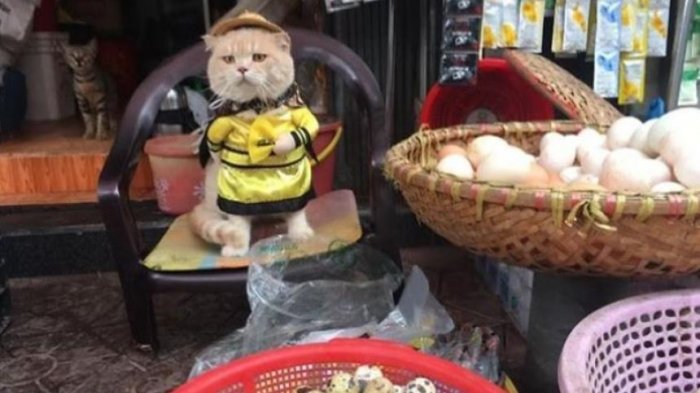 Lihat 5 Foto Seekor Kucing Penjaga Lapak Ikan di Pasar Vietnam Ini ...