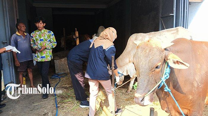 Temuan Dispangtan Solo, Ada Sapi Kurban Berpenyakit Kulit, Pemilik ...