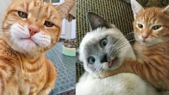 Sifat Kucing Berdasarkan Warna Bulu, Benarkah Kucing Oren Paling Barbar ...