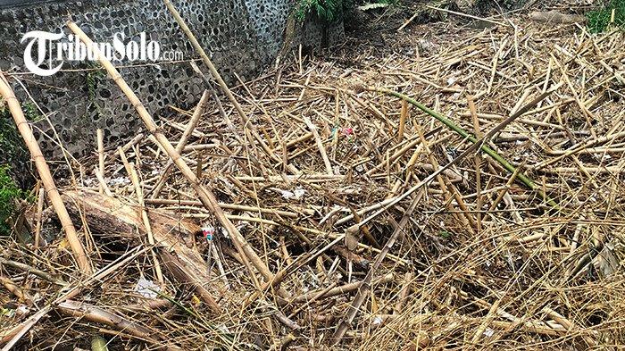 Cerita Warga Banyudono Boyolali, Sungai Kauman Bak Lautan Bambu 10 ...