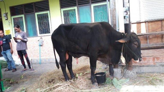 Usai Kafenya Dimasuki Sapi Jenis Brama, Pemilik Kafe Kith and Kin di ...