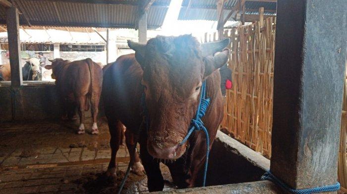 Jokowi Beli Sapi Kurban Seberat 1,03 Ton dari Sukoharjo, Harganya Sekitar Rp 90 Juta ...