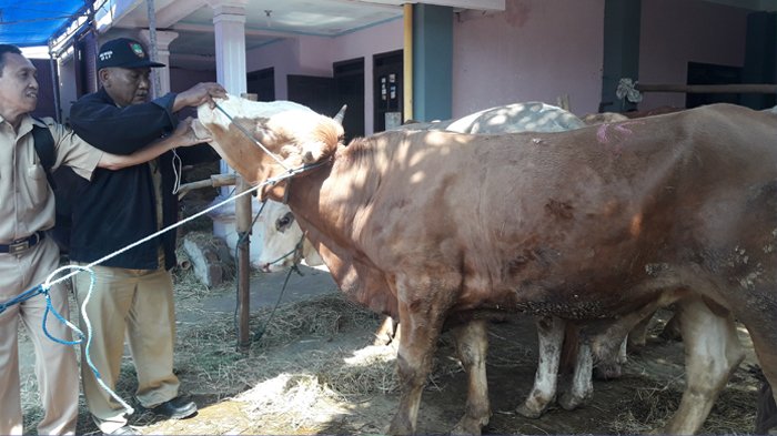 Dari Mata hingga Feses, Inilah 6 Ciri-ciri Fisik Sapi Kurban yang ...