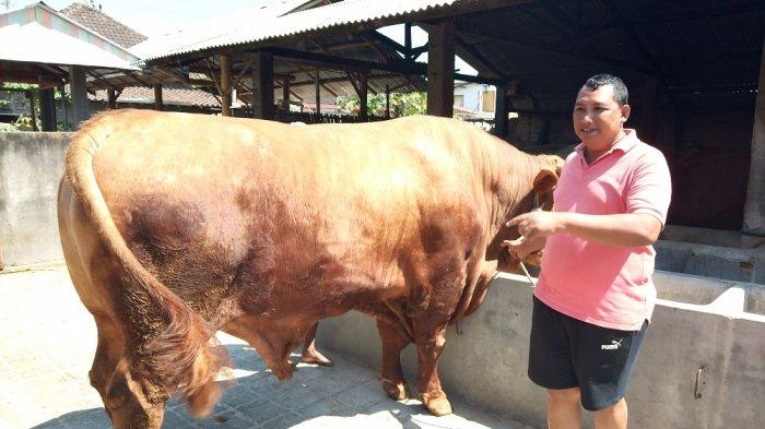 Ini Tips Memilih Hewan Kurban Sapi yang Sehat untuk Idul Adha 2019 ...