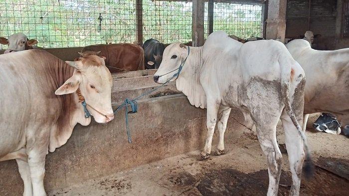Jelang Kurban 2019, Ini Daftar Harga Sapi di Kampung Sapi Ngudi Makmur ...