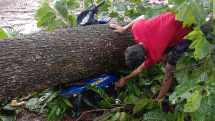 Pemotor Asal Boyolali Tertimpa Pohon hingga Pembonceng Tewas di Sragen, Ternyata Suami Istri ...