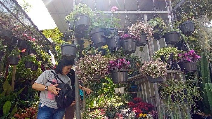 Kesaksian Penjual Tanaman Pasar Nongko :Ada yang Nyari Tanaman dengan ...