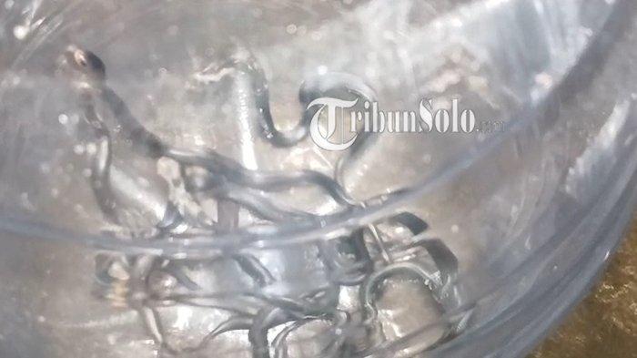 Potret 18 Anakan Kobra Jawa yang Diamankan dari Rest Area Tol Sragen ...