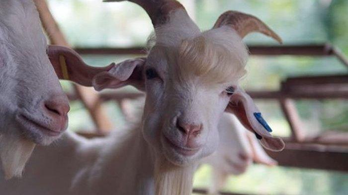 Mitos atau Fakta 'Torpedo' Kambing Bisa Tingkatkan Gairah Seksual? Ini ... Mitos atau Fakta 'Torpedo' Kambing Bisa Tingkatkan Gairah Seksual? Ini ...