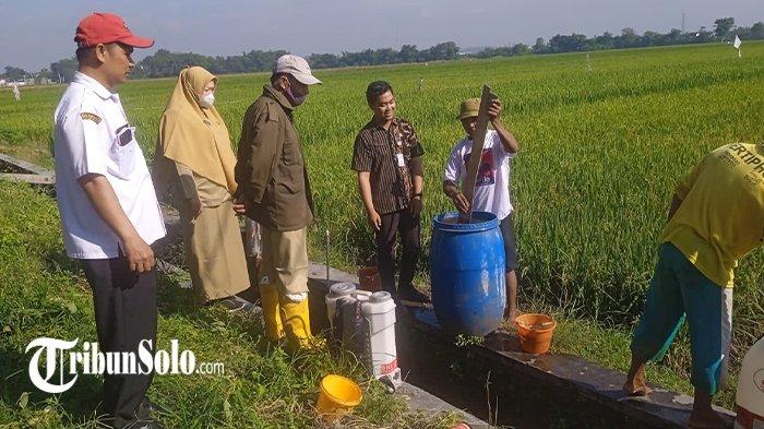 Hama Wereng Cokelat Ancam Pertanian di Sukoharjo, Distankan Minta ...