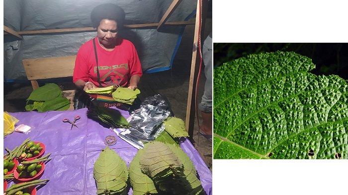 Mengenal Daun Gatal, Obat Tradisional Papua Penghilang Pegal ...