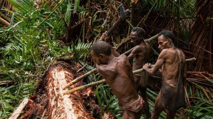 Mengenal Suku Korowai, Masih Praktekkan Kanibalisme, Diduga Dalang Hilangnya Jasad Putra ...
