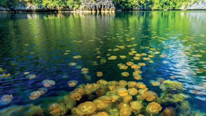 Menyelami Pesona Danau Ubur-Ubur Tanpa Sengatan di Lenmakana Misool ...