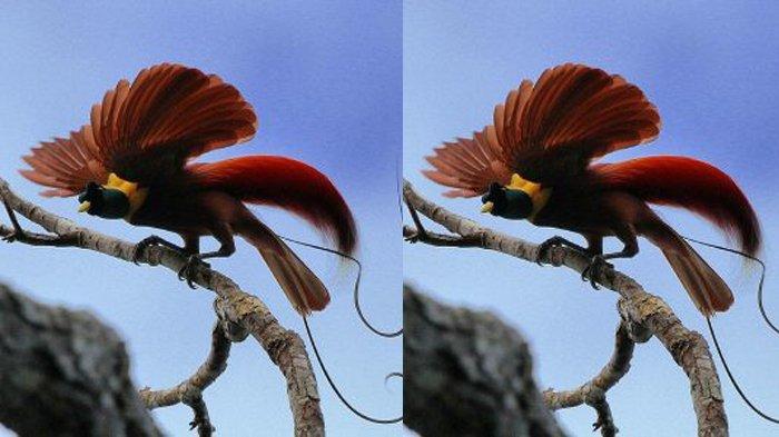 Mengenal Pesona Cenderawasih Merah Spesies Endemik di Hutan Warkesi ...