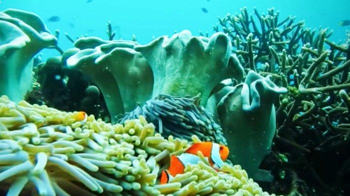 Intip Fakta Menarik Keragaman Laut Raja Ampat, Berikut Datanya ...