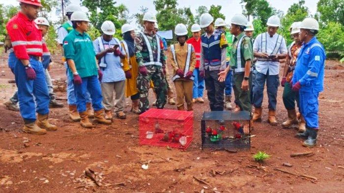 10 Ekor Burung Kasturi Kepala Hitam Dilepasliarkan di Hutan Kampung Gag ...