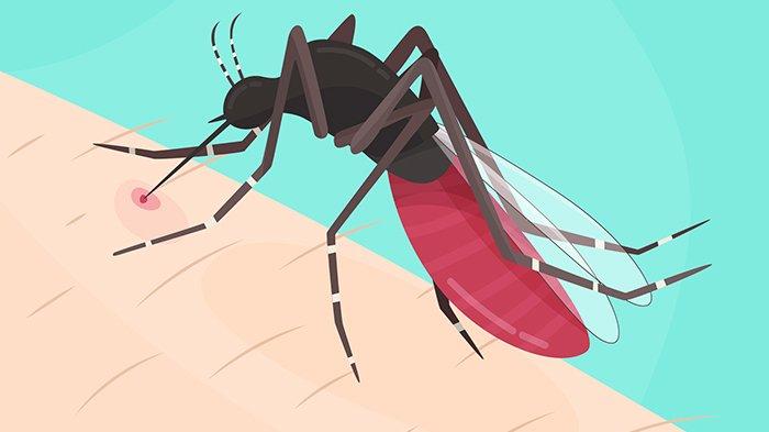 Kasus Malaria di Kota Sorong Meningkat pada 2024, Warga Distrik Ini ... Kasus Malaria di Kota Sorong Meningkat pada 2024, Warga Distrik Ini ...