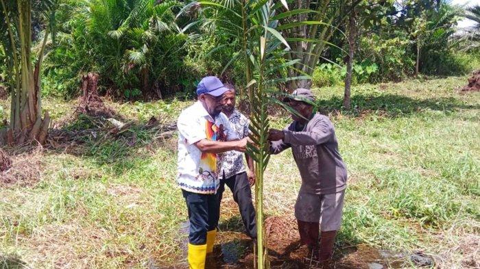 Bupati Jayapura Ajak Masyarakat Tanam Sagu untuk Masa Depan - Tribunsorong.com